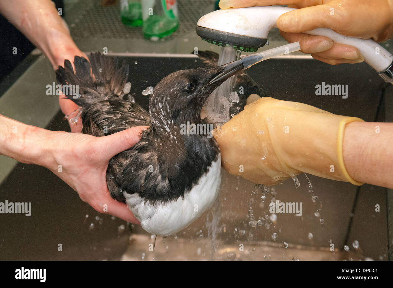 Stranded seabirds on Chesil Beach, Dorset, UK and being cleaned at the ...