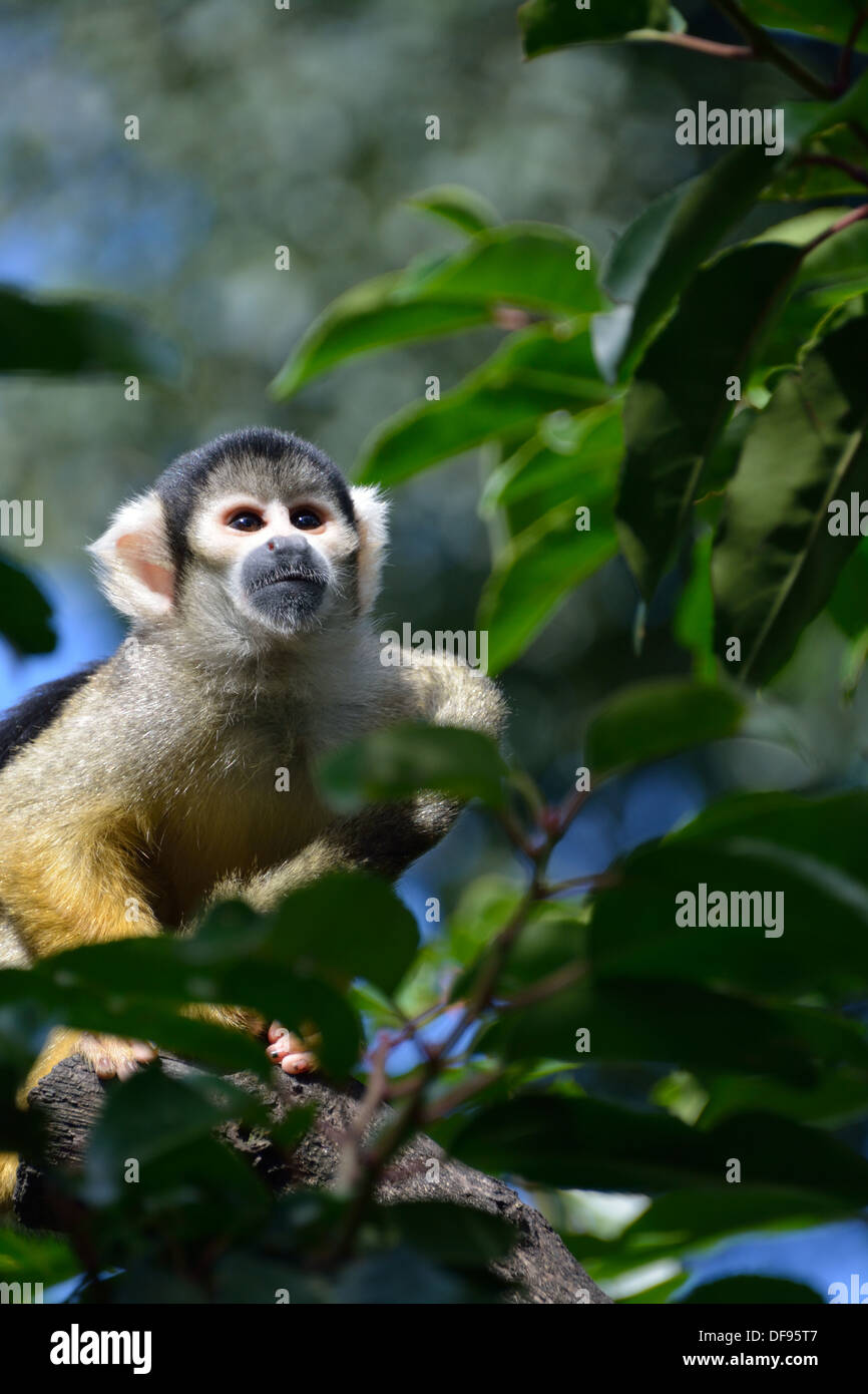 Monkey london zoo hi-res stock photography and images - Alamy