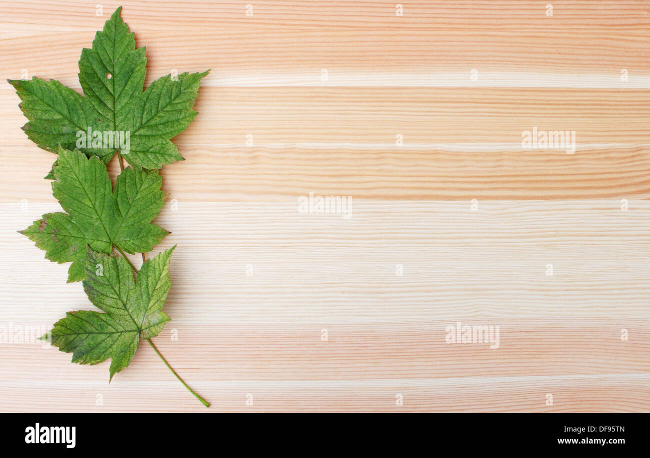 Three green sycamore leaves on a woodgrain background with copy space ...
