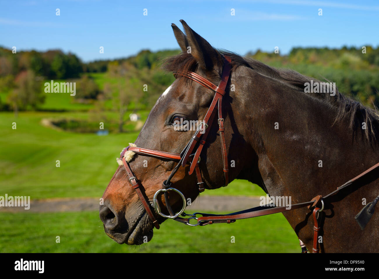 Face of a bay thoroughbred gelding horse outdoors with green fields at ...