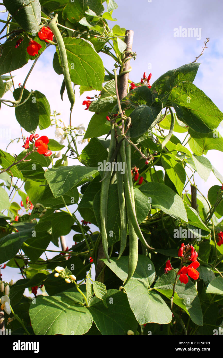 Fresh runner beans plant with orange flowers Stock Photo - Alamy