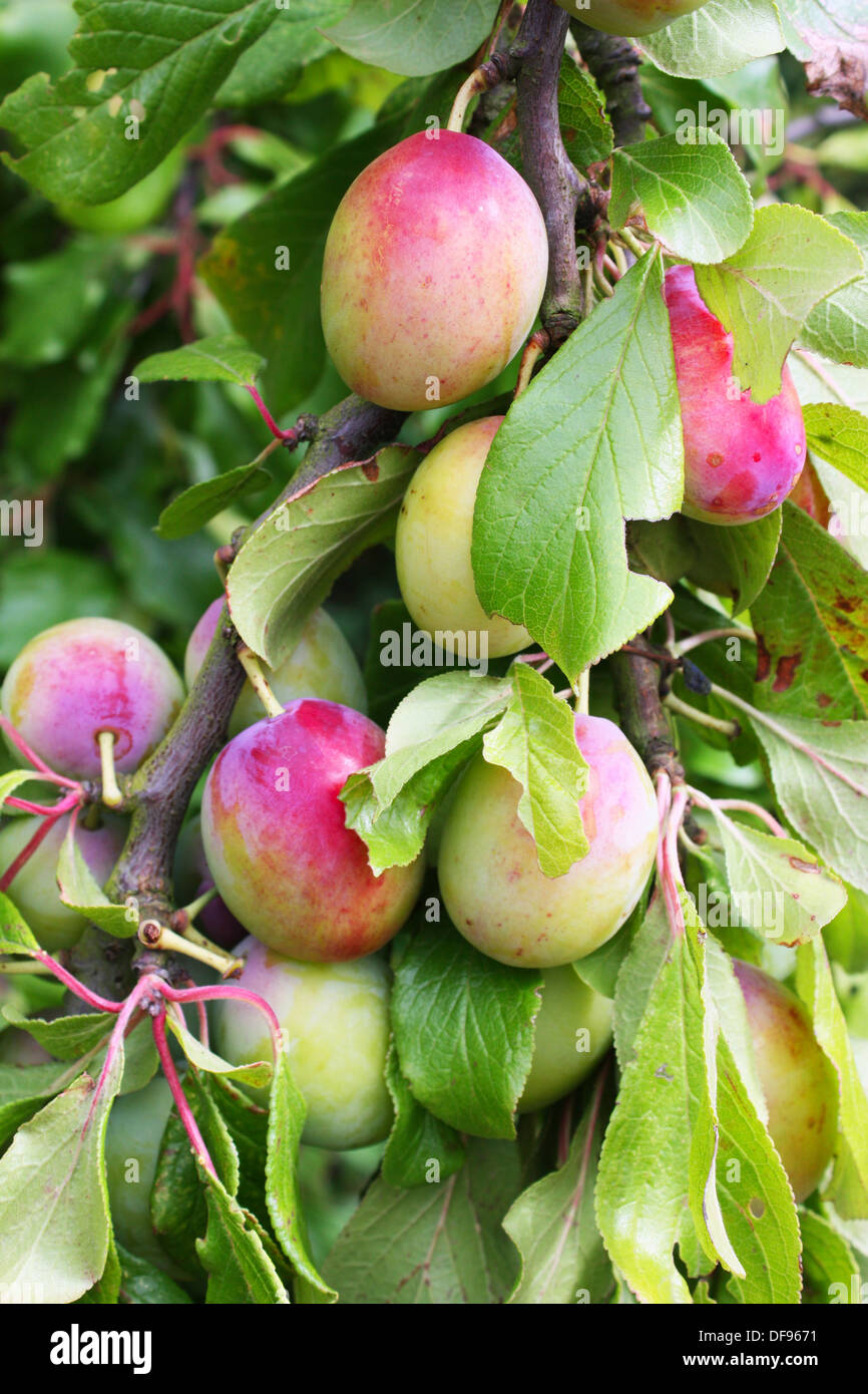 Fresh plum fruits growing on a tree Stock Photo - Alamy