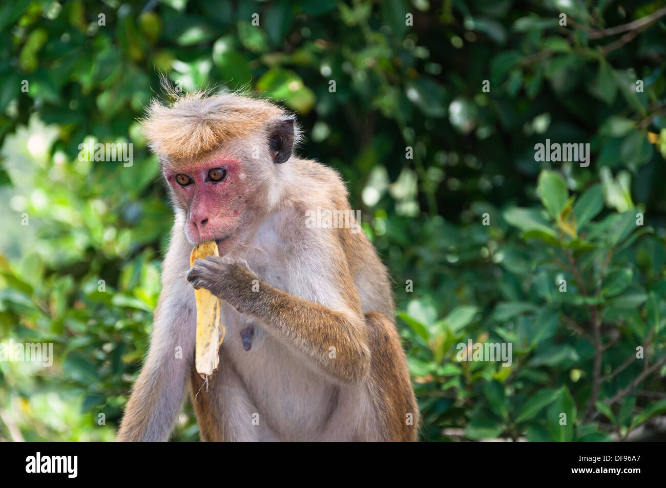 Sri lanka macaque hi-res stock photography and images - Alamy