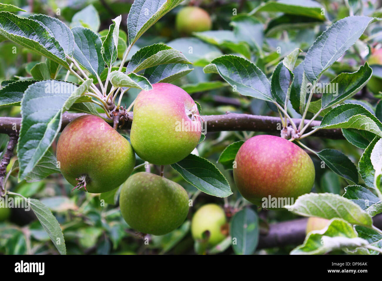 Fresh apples growing on hi-res stock photography and images - Alamy