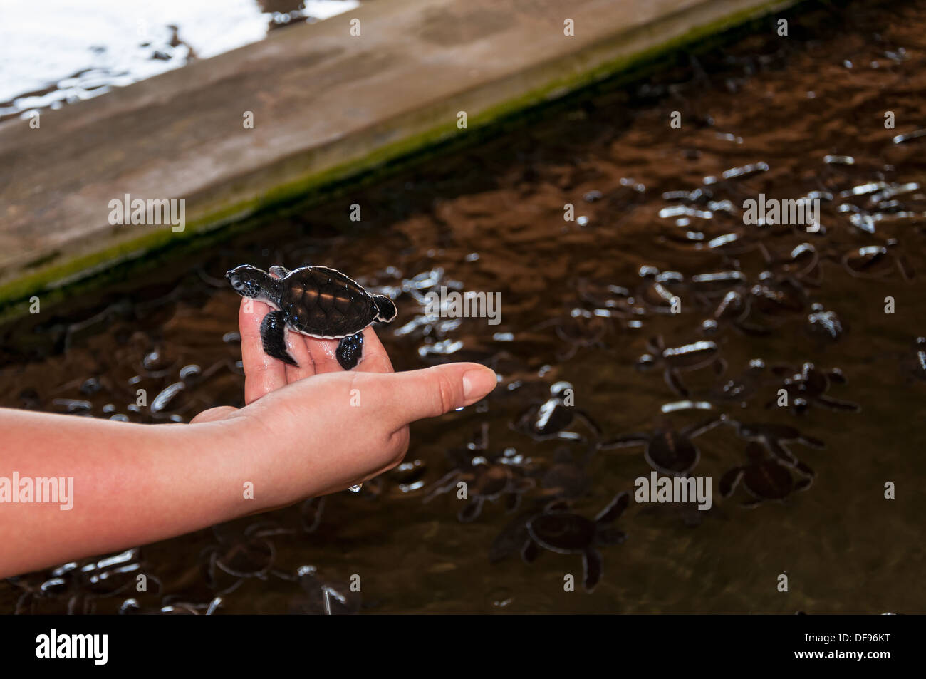 Baby turtle and hand hi-res stock photography and images - Alamy