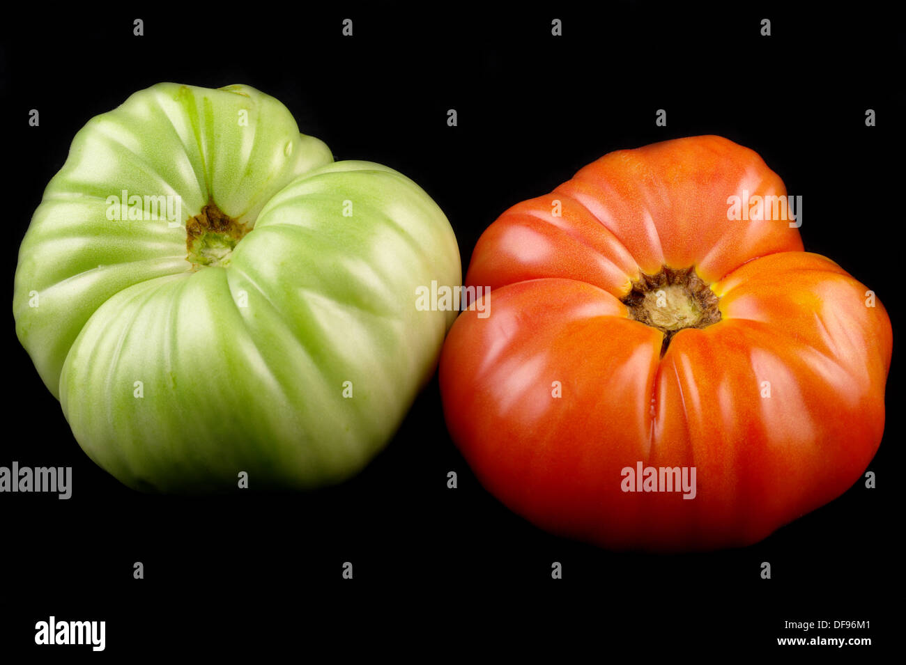 Green immature tomatoes agriculture hi-res stock photography and images ...