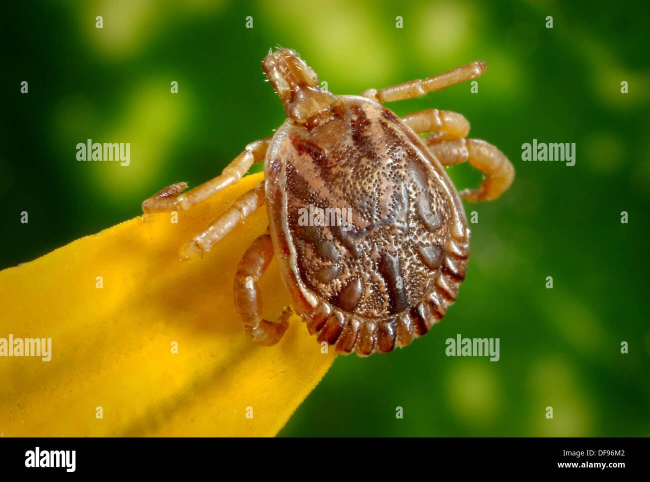 Tick hi-res stock photography and images - Alamy