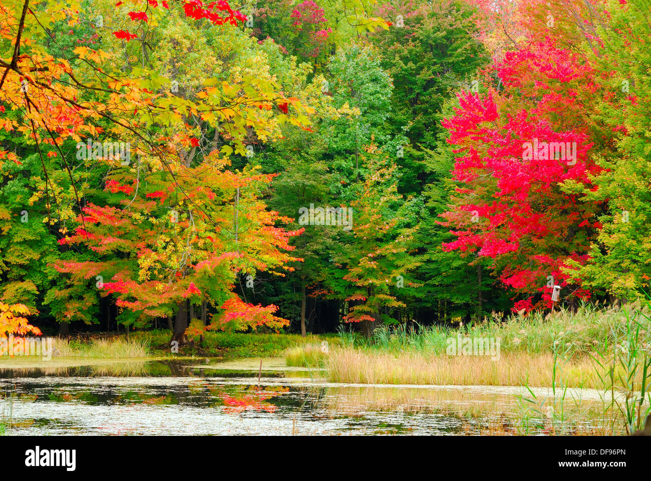 A green Swamp Landscape in the late summer season Stock Photo - Alamy