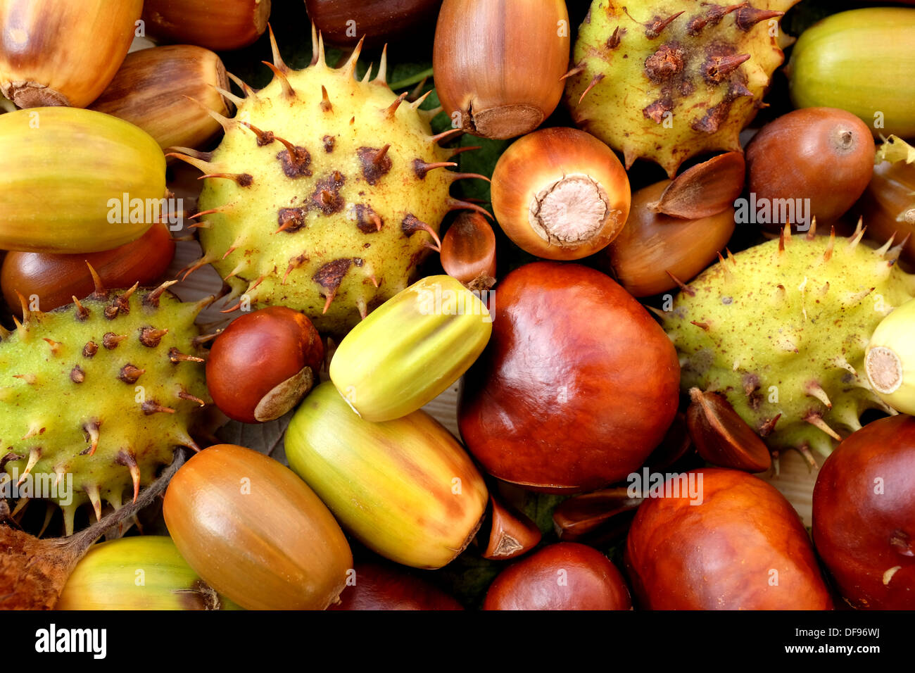 Closeup of acorns, conkers, horse chestnut cases and beechnuts in ...