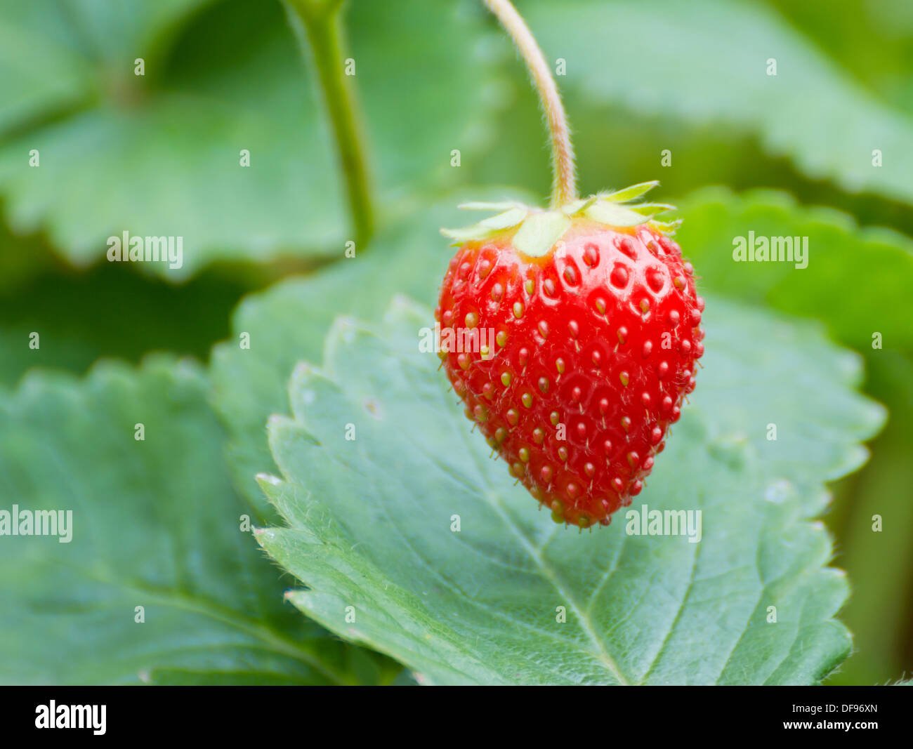 Strawberry plant leaves fruit hi-res stock photography and images - Alamy