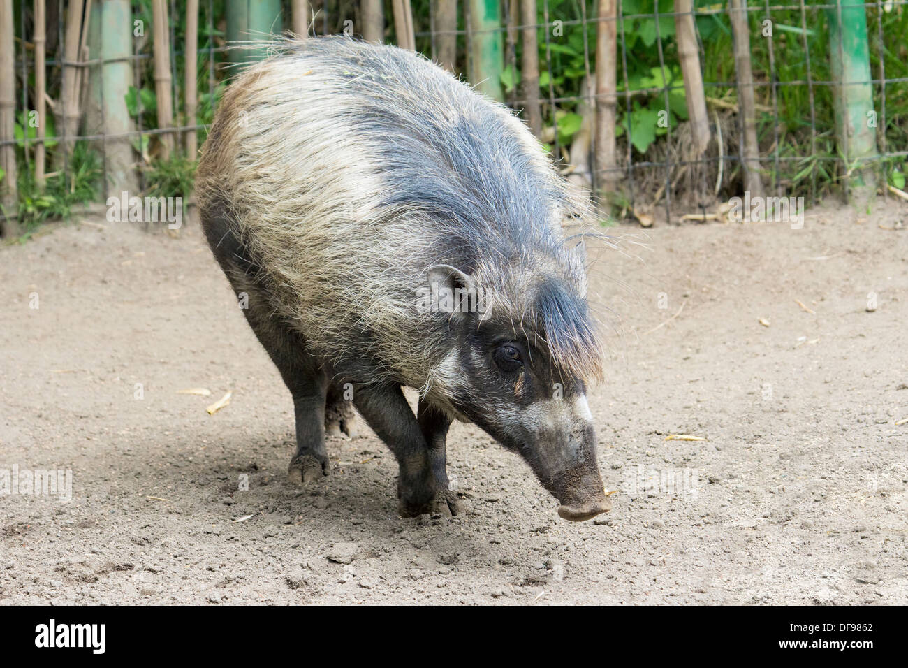 Wild Boar Full Body Walking Stock Photo - Alamy