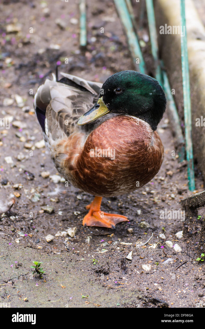 Itchy duck hi-res stock photography and images - Alamy