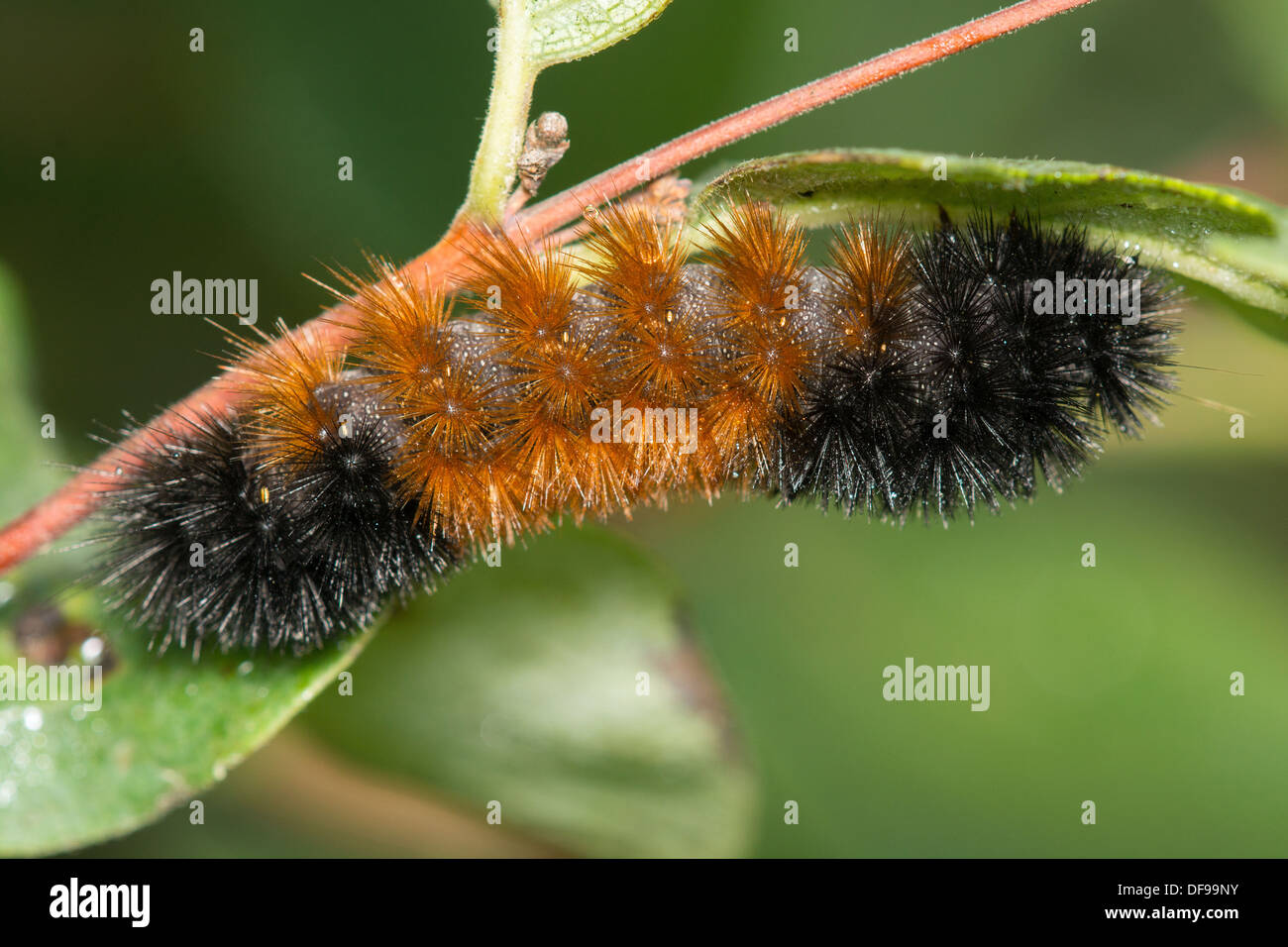 Woolly bear hi-res stock photography and images - Alamy