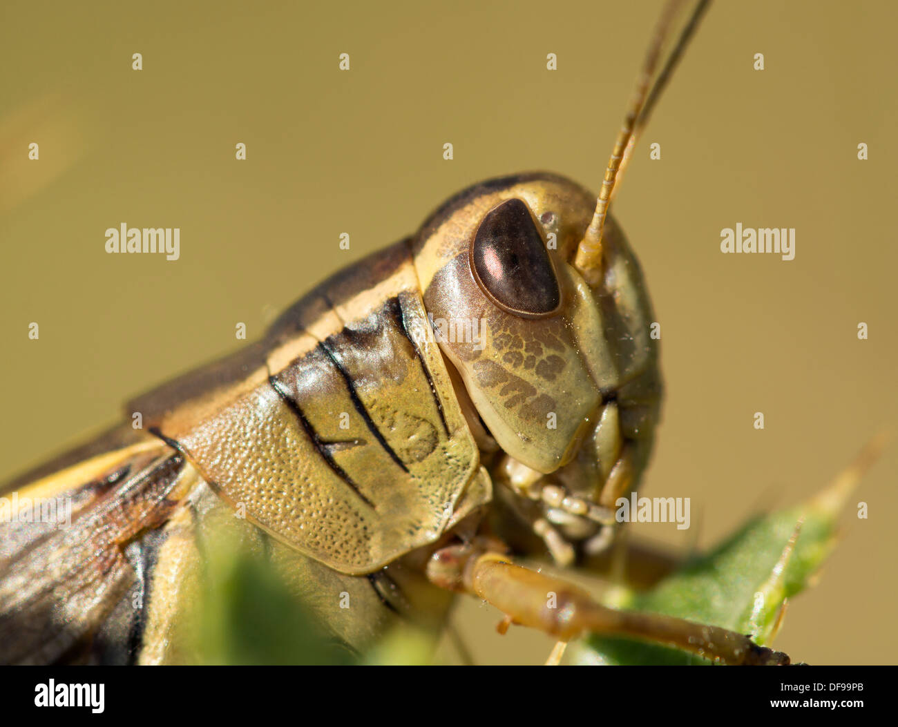 Grasshopper Close Up Stock Photo - Alamy