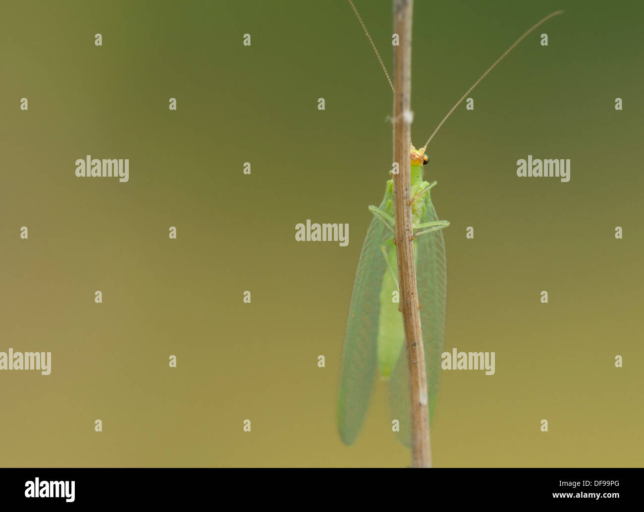 Lace Wing Bug Stock Photo - Alamy