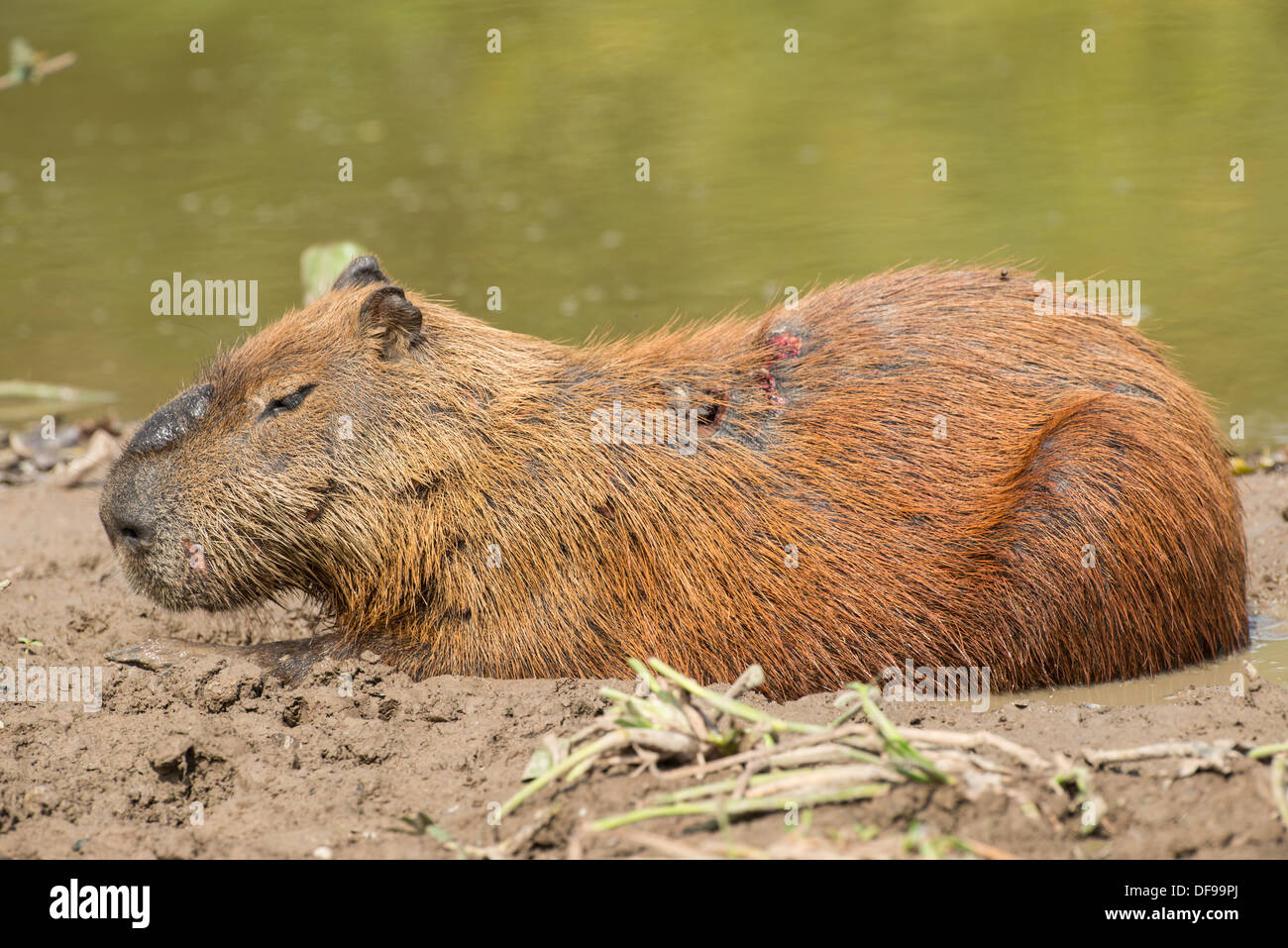 Stock photo of a capybara resting, Pantanal, Brazil Stock Photo - Alamy