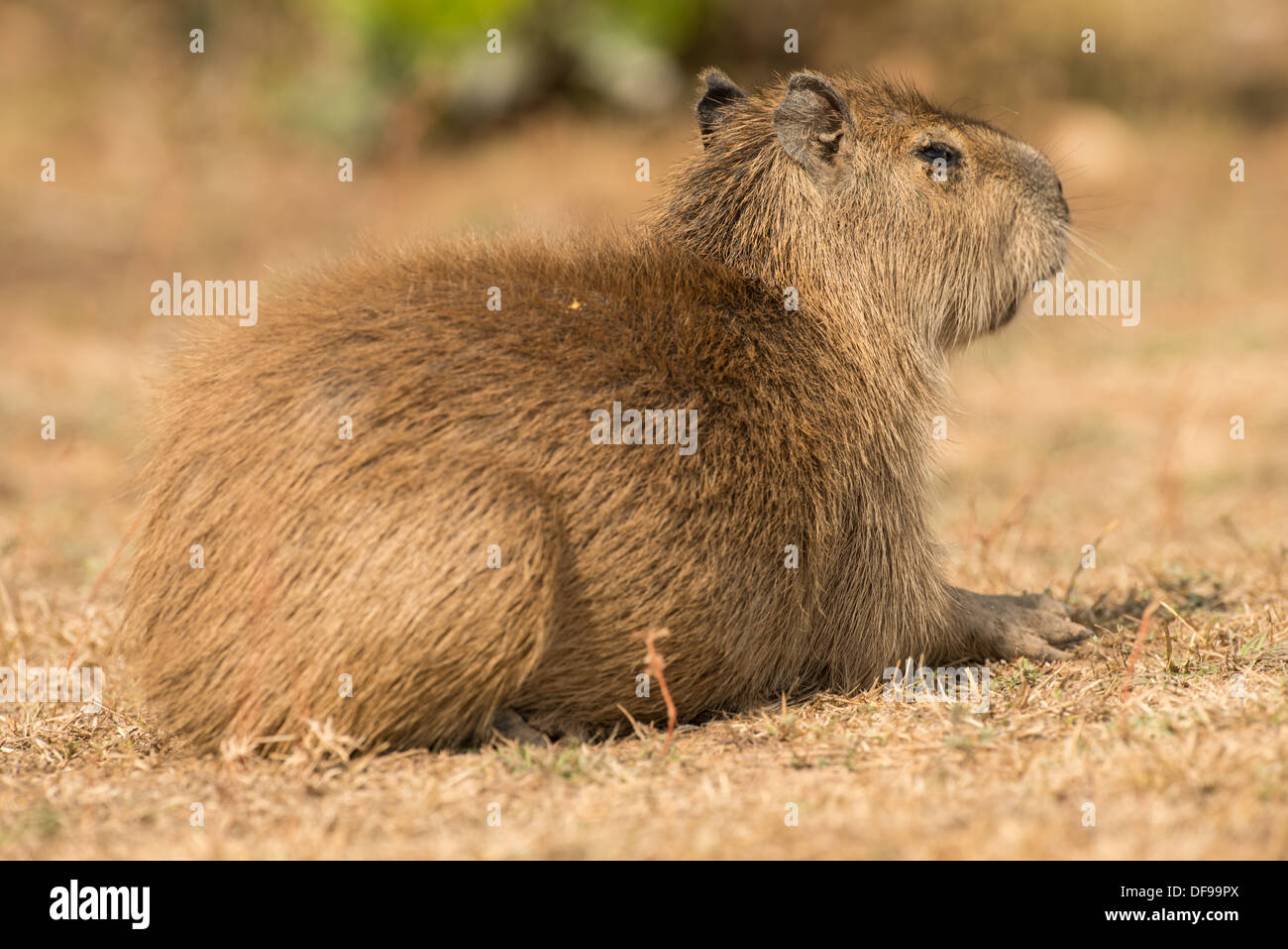 Anaconda Eating A Capybara