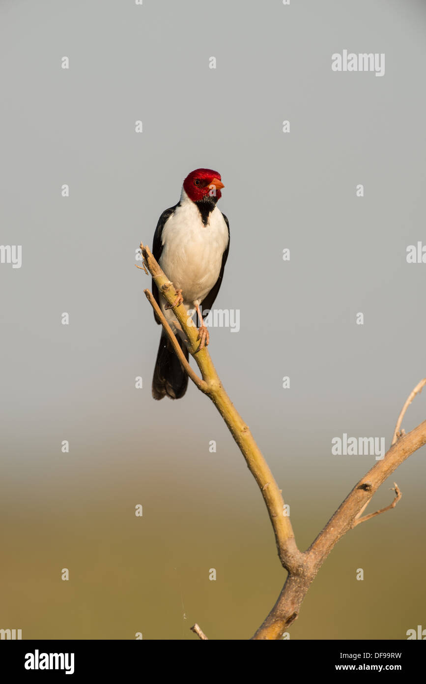 Stock photo of a yellow-billed cardinal perched on a branch, Pantanal ...