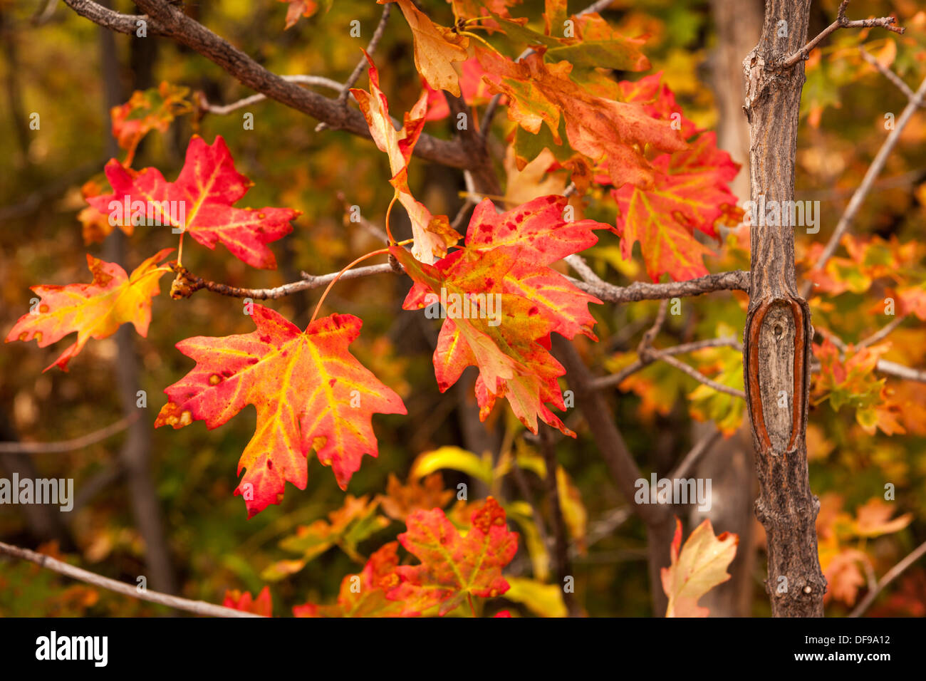 Oak brush hi-res stock photography and images - Alamy