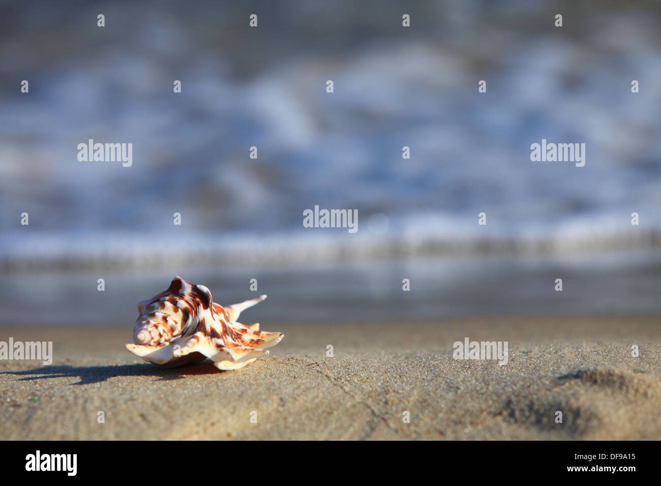 sea shell in the beach sand at ocean background. Summer vacation symbol ...