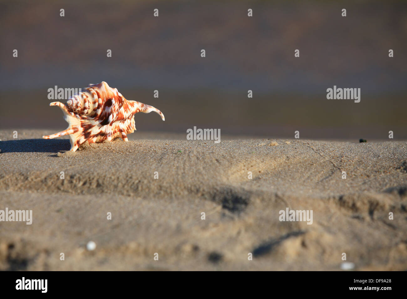sea shell in the beach sand at ocean background. Summer vacation symbol ...