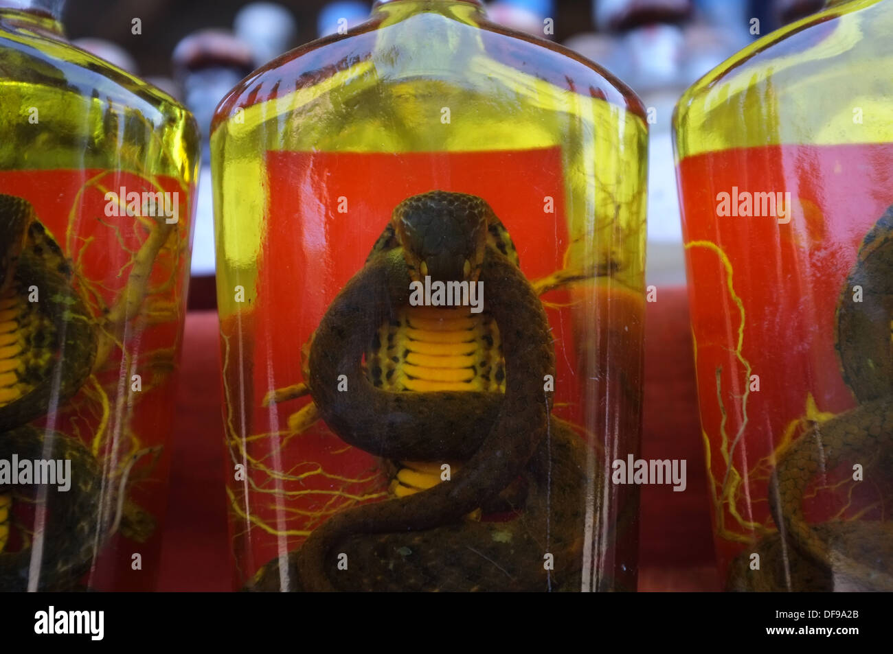 Snake whiskey (aka snake wine) for sale at market in Laos Stock Photo ...