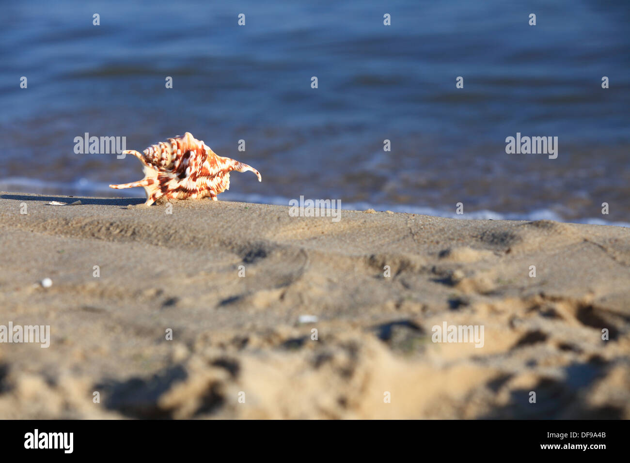 sea shell in the beach sand at ocean background. Summer vacation symbol ...
