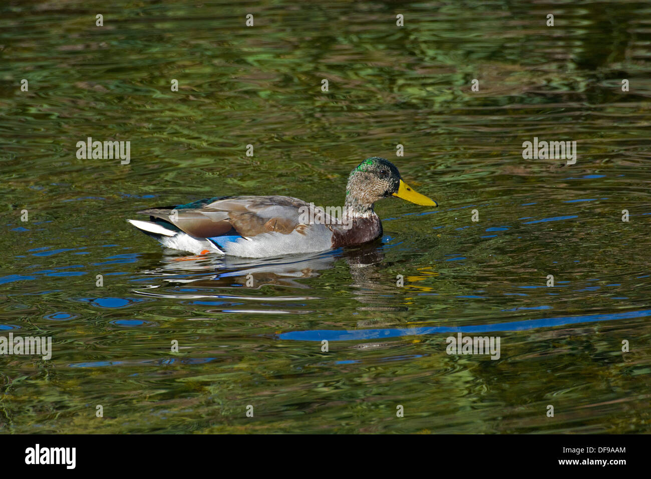A male mallard Duck Stock Photo - Alamy
