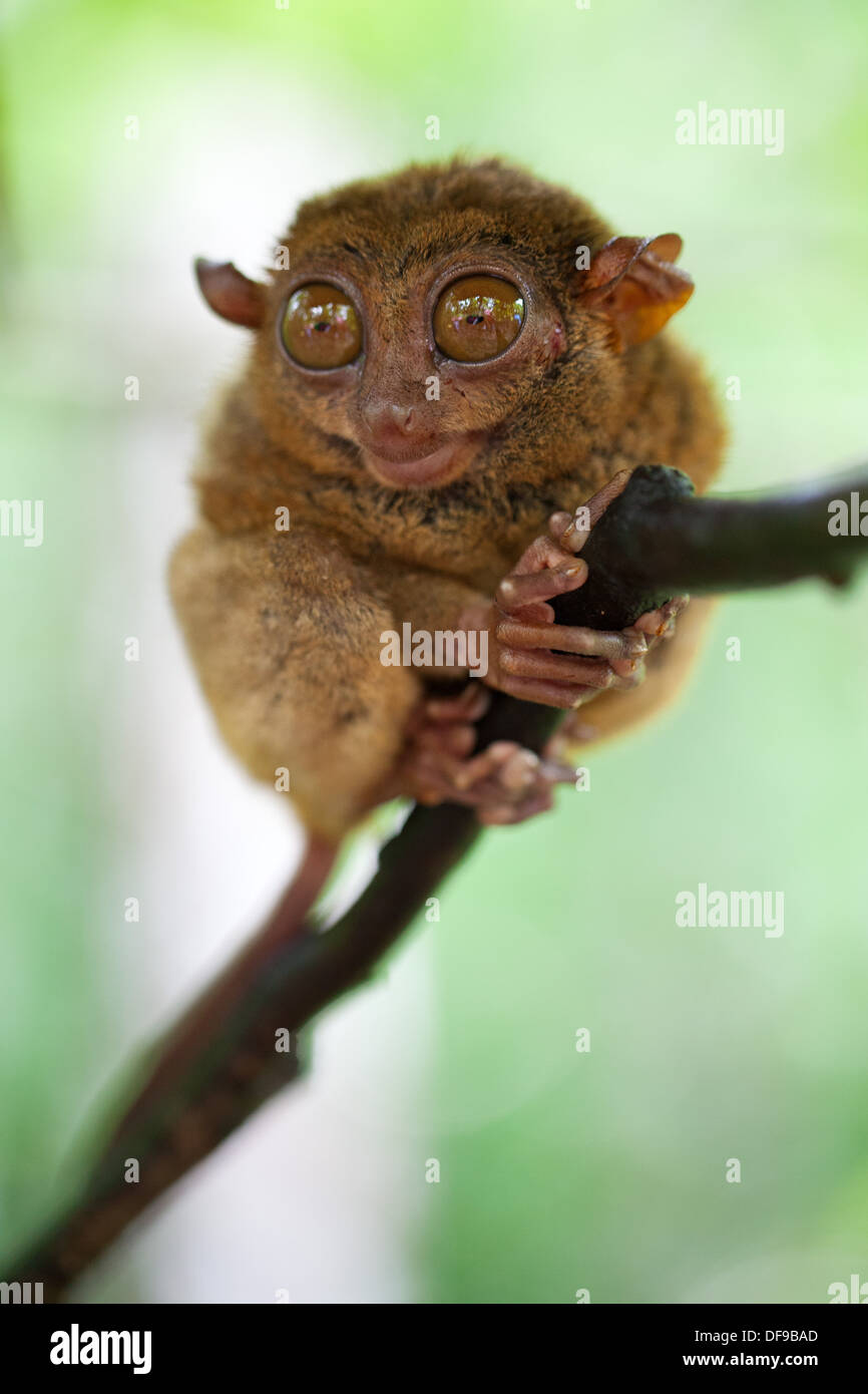 A Philippine Tarsier, Carlito syrichta, clings to a branch at the ...