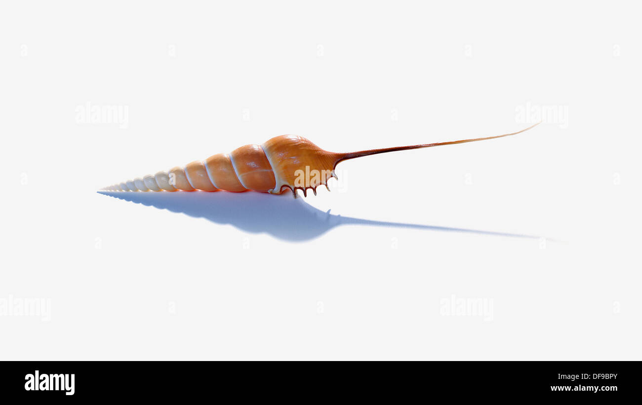 Weird shell hi-res stock photography and images - Alamy