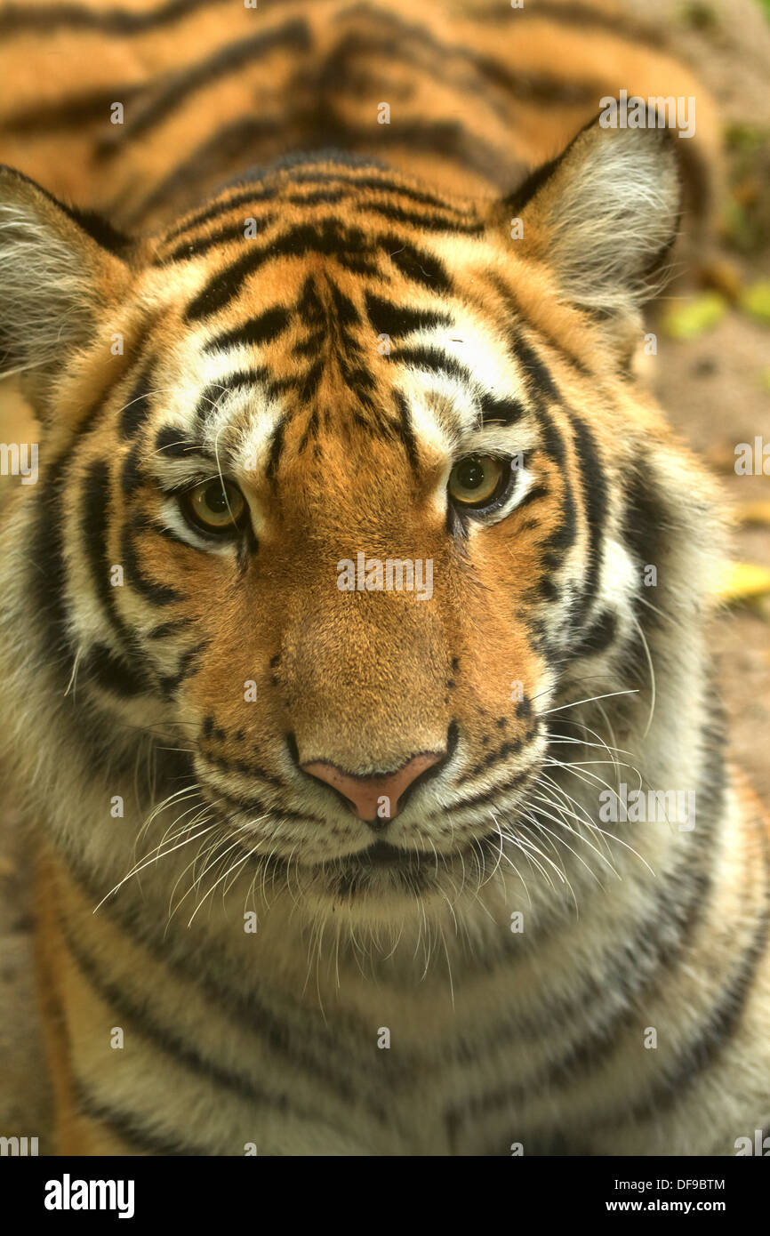 Tiger,wild cat in the jungle Stock Photo - Alamy