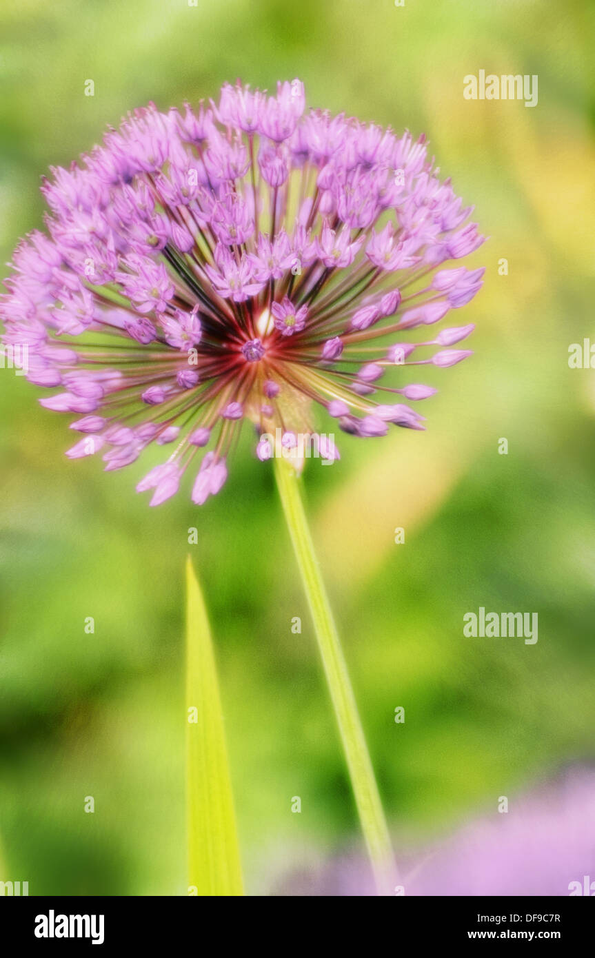 Onium hi-res stock photography and images - Alamy