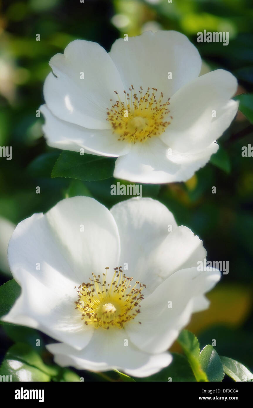 Rosa x alba ‘alba semiplena’ hi-res stock photography and images - Alamy