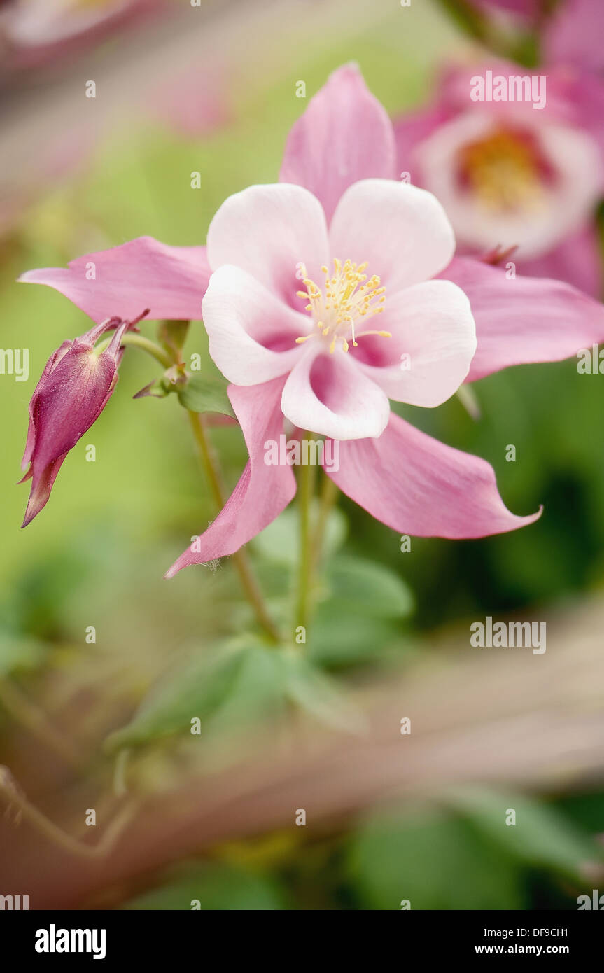 Pink Columbine Flower and Bud. Aquilegia hybrid. April 2008, Maryland ...