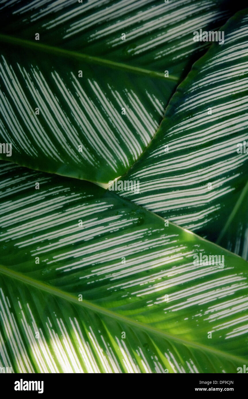 Maranta Sp High Resolution Stock Photography and Images - Alamy