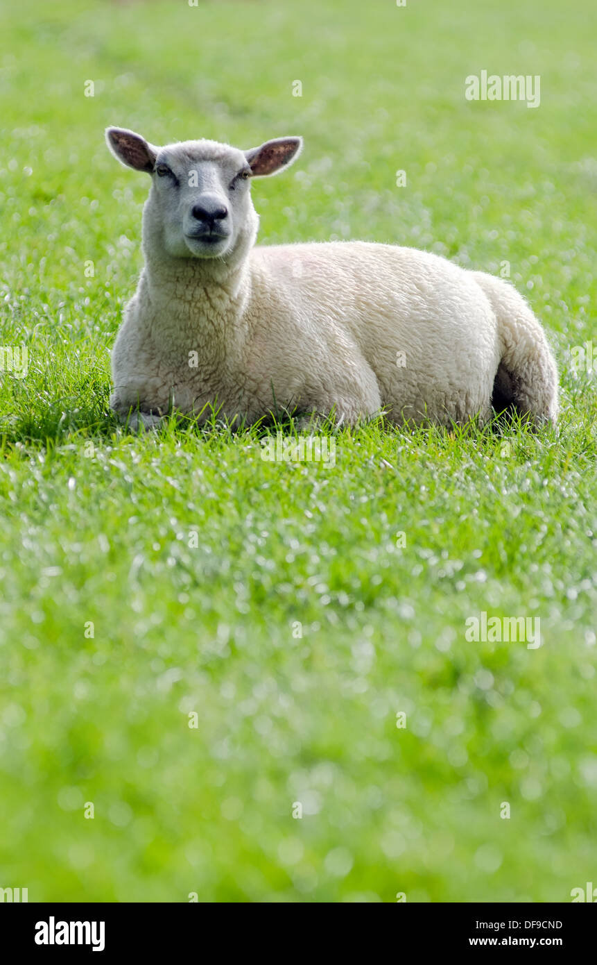 Sheep lamb lies on the meadow hi-res stock photography and images - Alamy