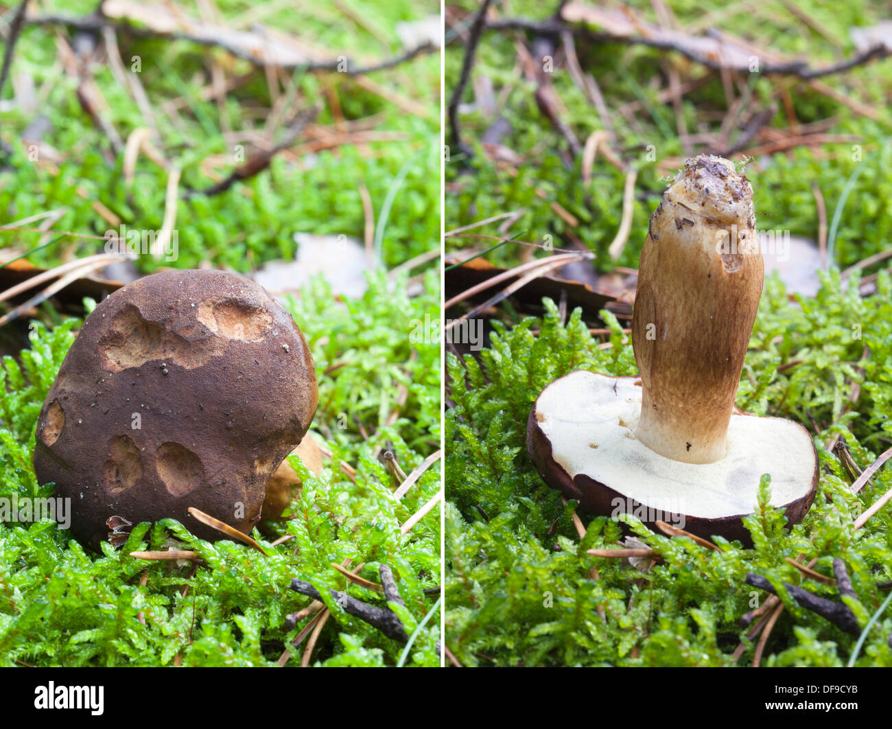 Brown birch bolete, Leccinum scabrum Stock Photo - Alamy