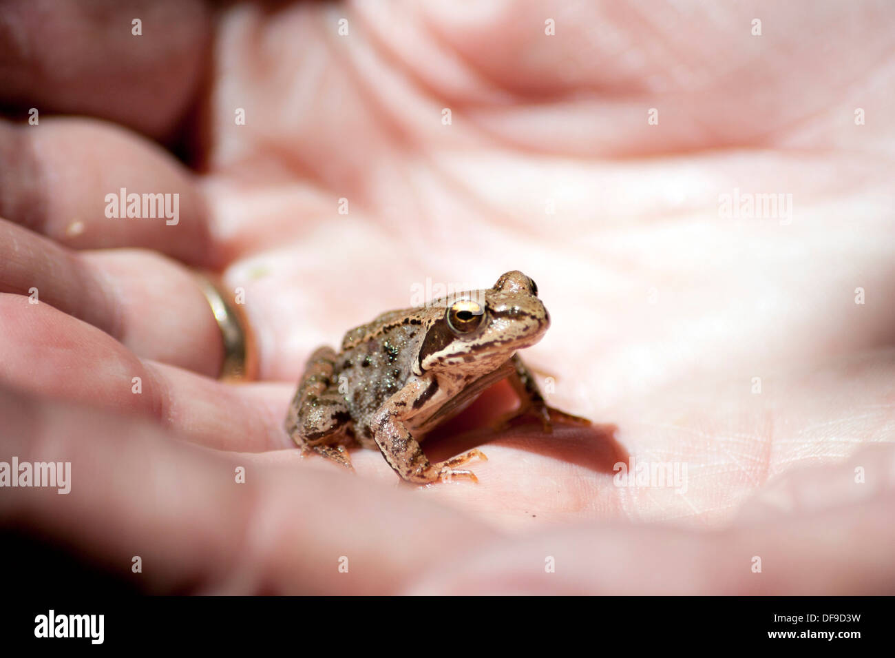 Small frog hi-res stock photography and images - Alamy