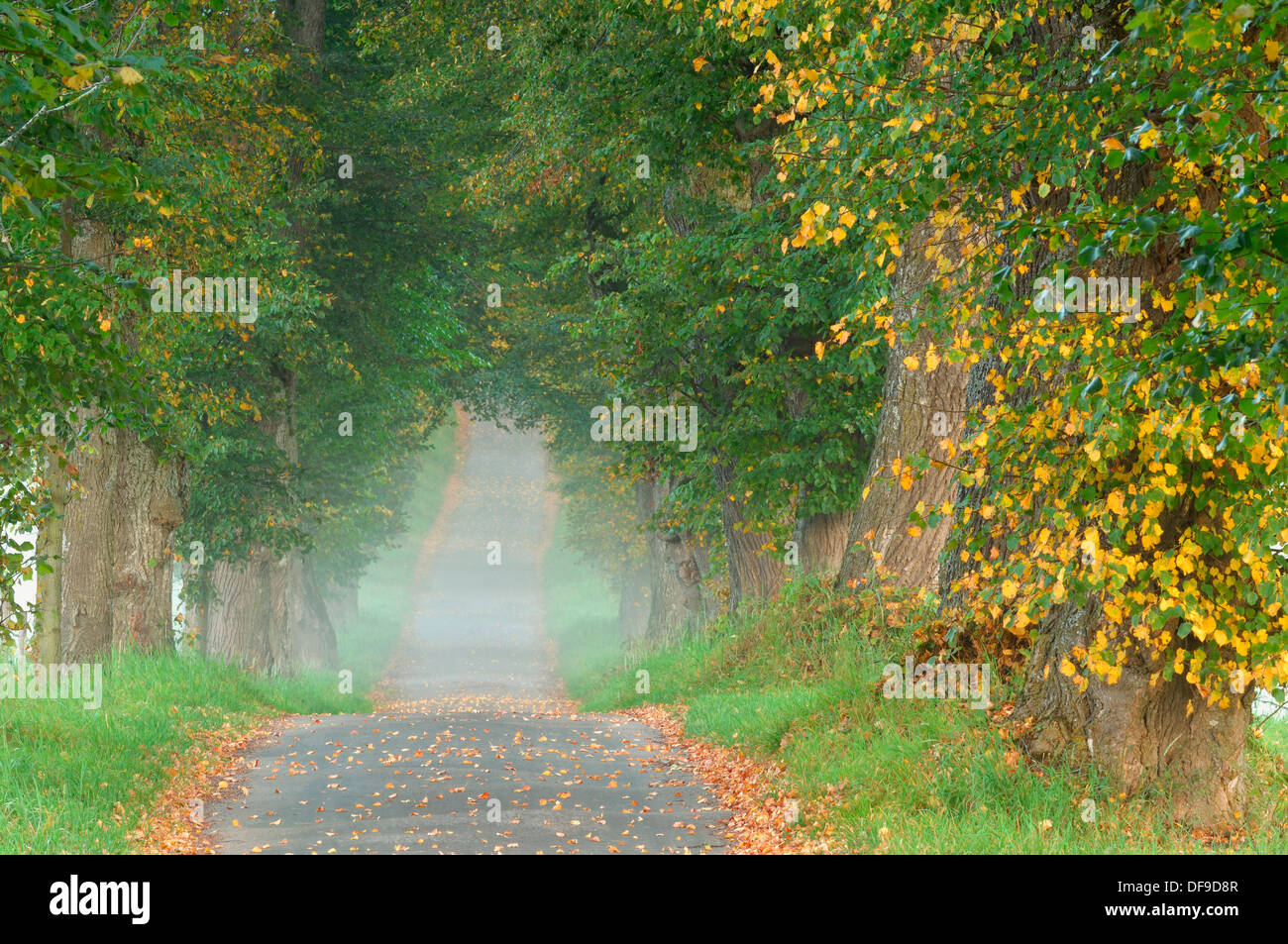 Very old lime trees hi-res stock photography and images - Alamy