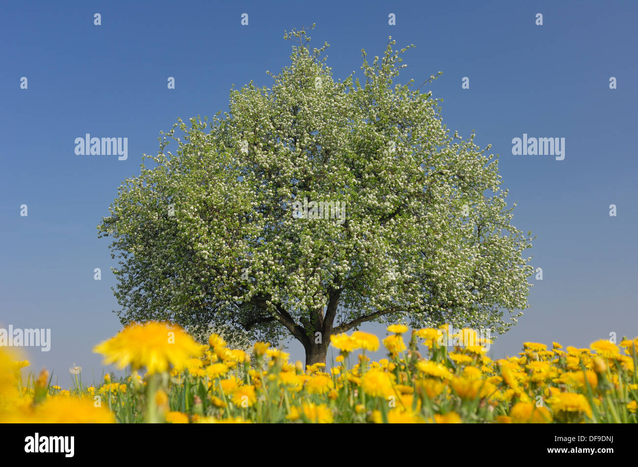 Pear tree in blossom with blue sky in spring, standing in meadow with ...