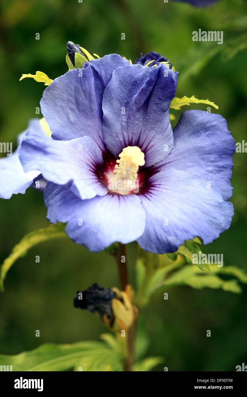 Purple althea hi-res stock photography and images - Alamy