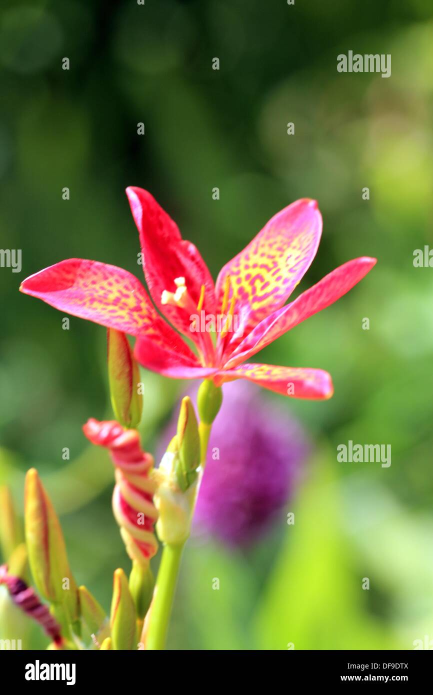 Belamcanda Chinensis High Resolution Stock Photography and Images - Alamy