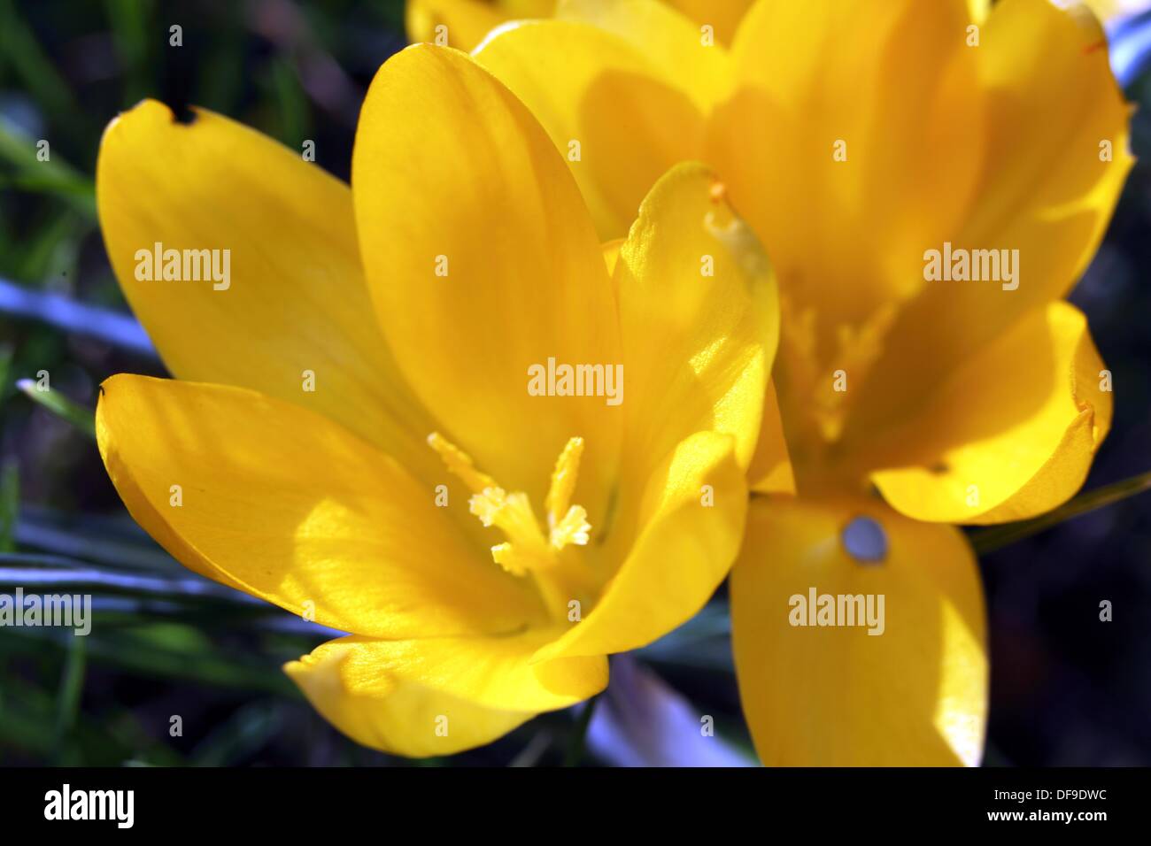 Yellow mammoth crocus hi-res stock photography and images - Alamy