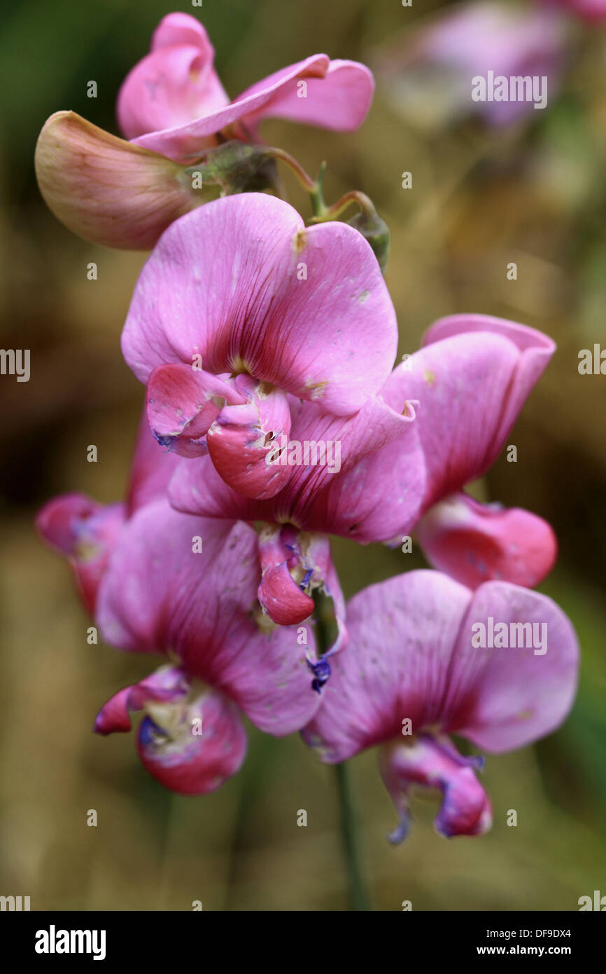 Tuberous pea plant hi-res stock photography and images - Alamy