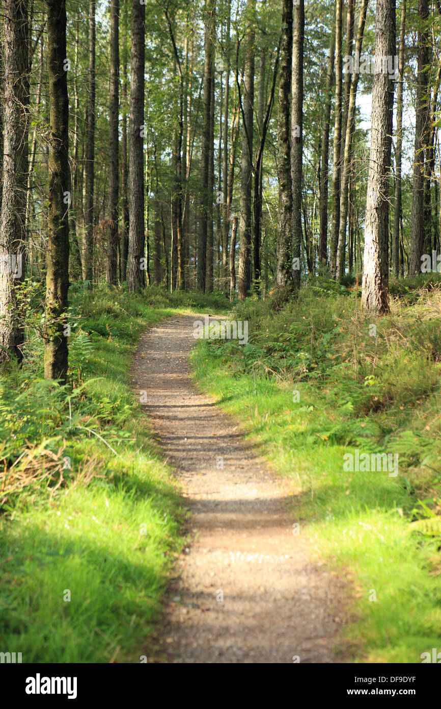 Rowardennan forest hi-res stock photography and images - Alamy