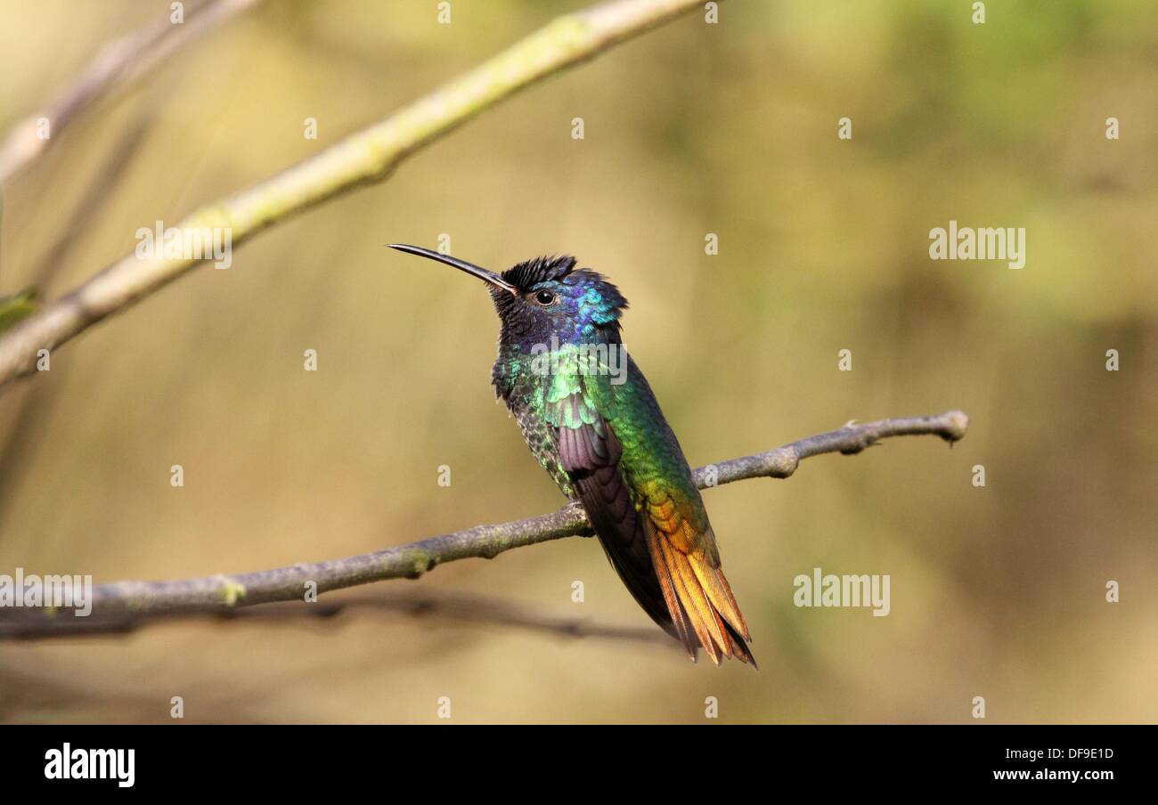 Golden tailed sapphire hummingbird hi-res stock photography and images ...