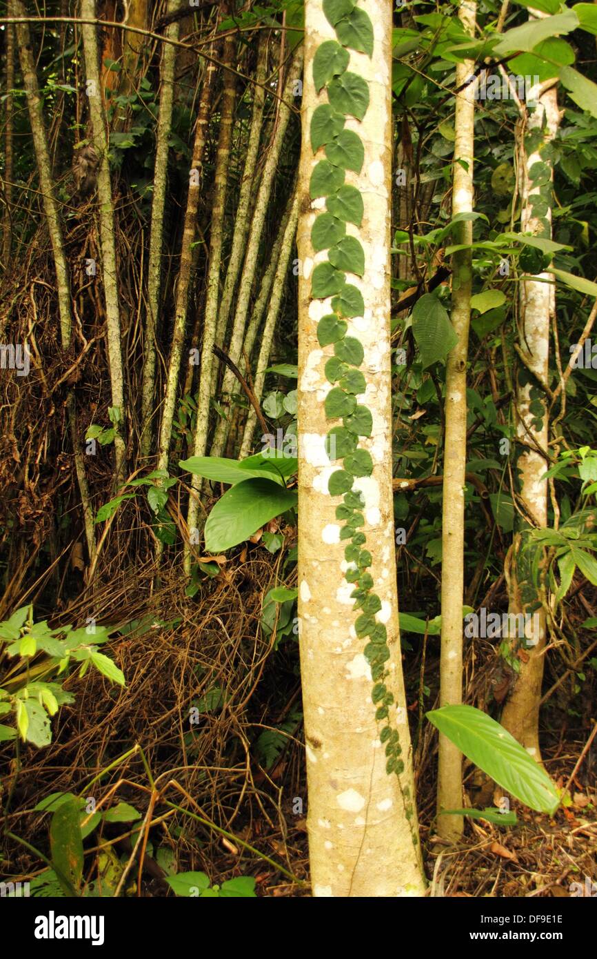Venezuela geography hi-res stock photography and images - Alamy