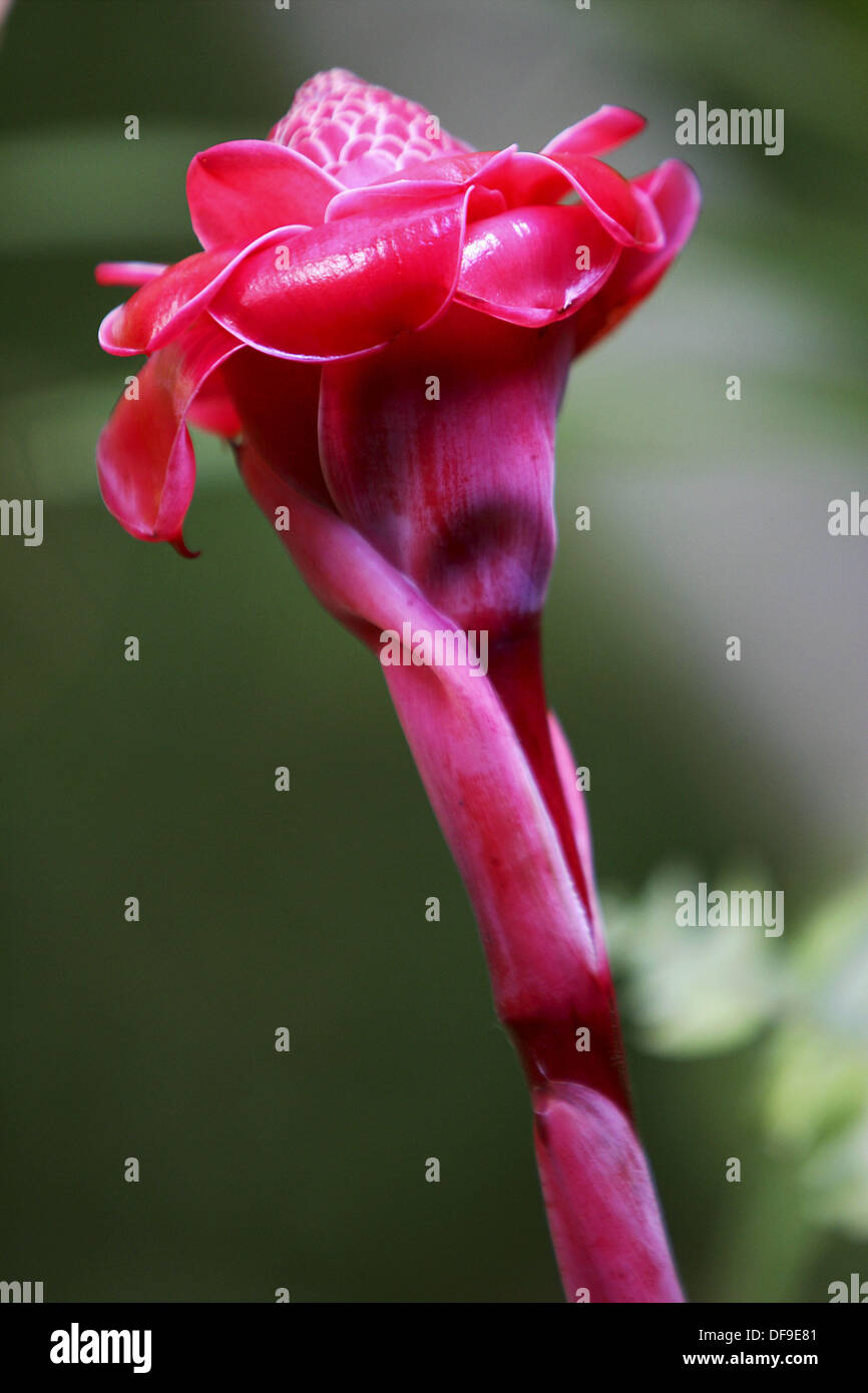 Nicolaia elatior hi-res stock photography and images - Alamy