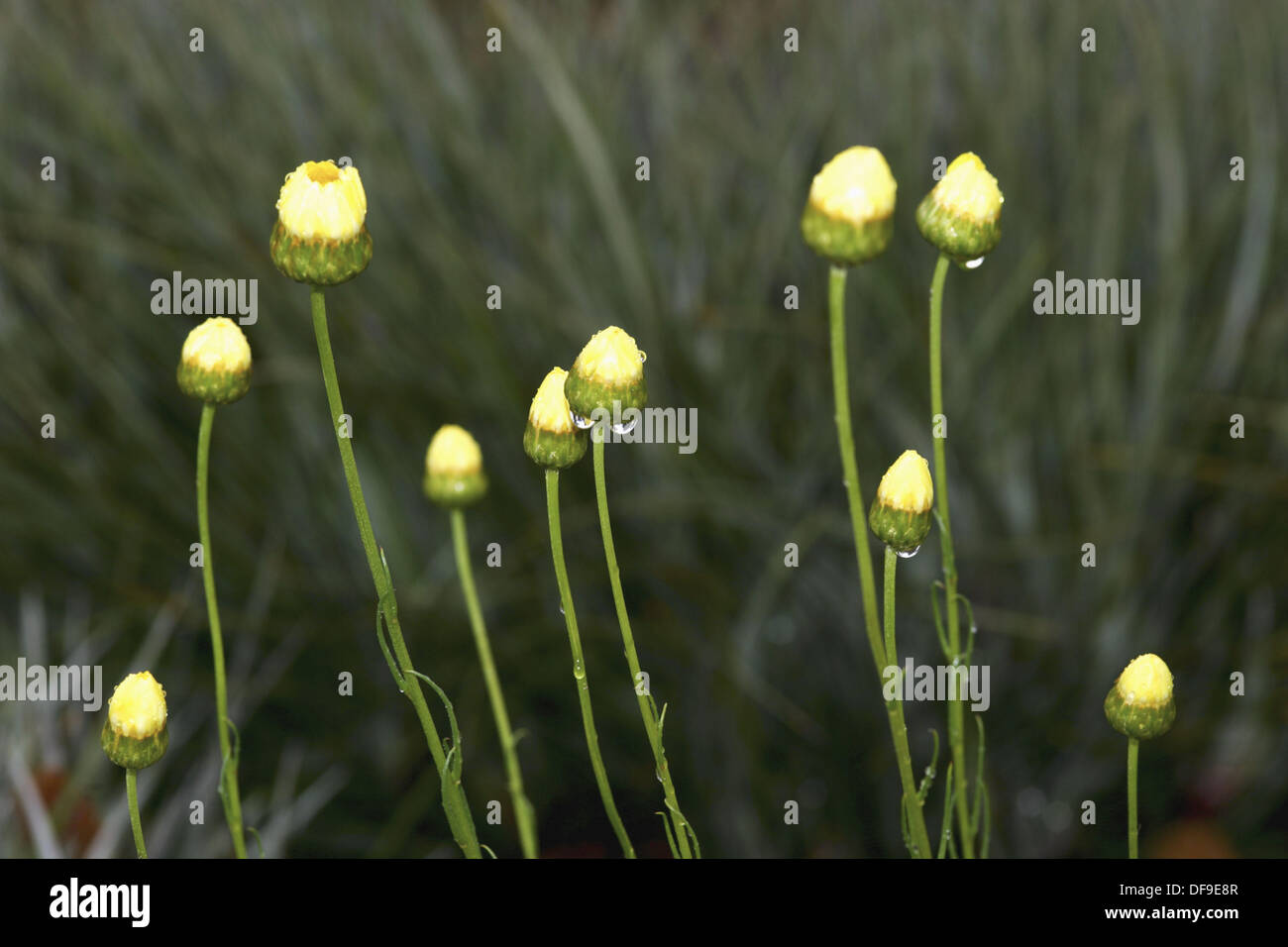 Pycnosorus hi-res stock photography and images - Alamy