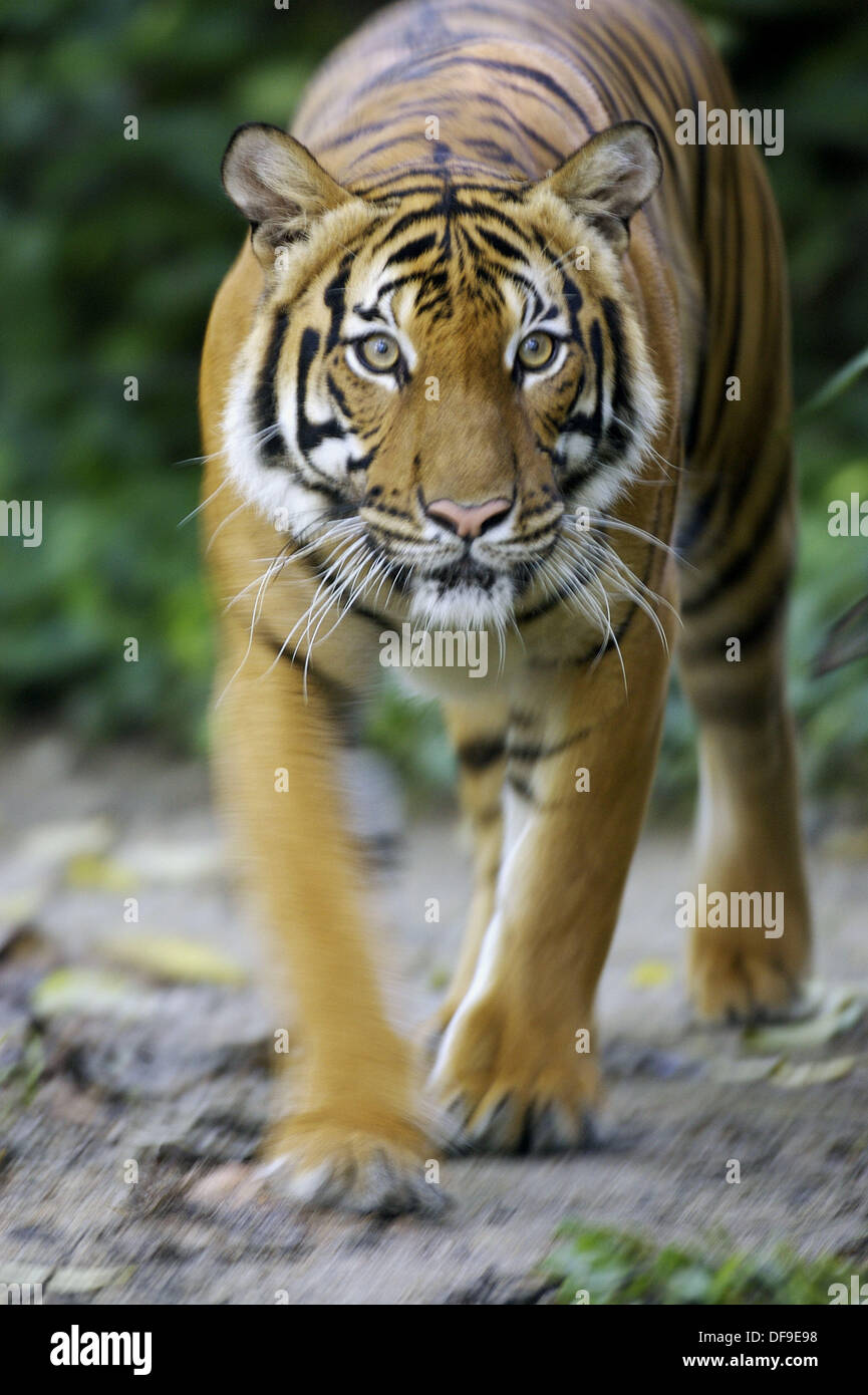 Malaysian tiger wild hi-res stock photography and images - Alamy